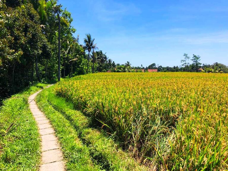 De Sari Organic Walk: dit is het échte Ubud - Backpackblog.nl